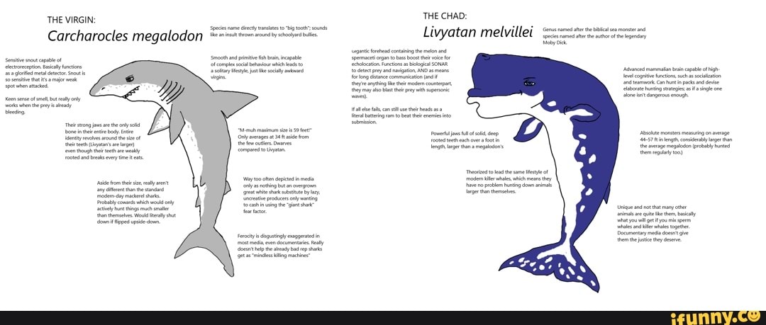 Livyatan memes. Best Collection of funny Livyatan pictures on iFunny