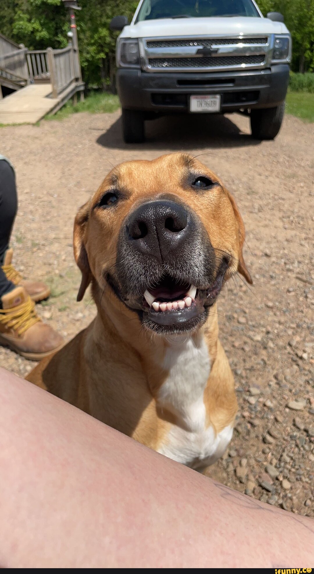 Boogies memes. Best Collection of funny Boogies pictures on iFunny