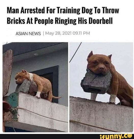 Man Arrested For Training Dog To Throw Bricks At People Ringing His ...