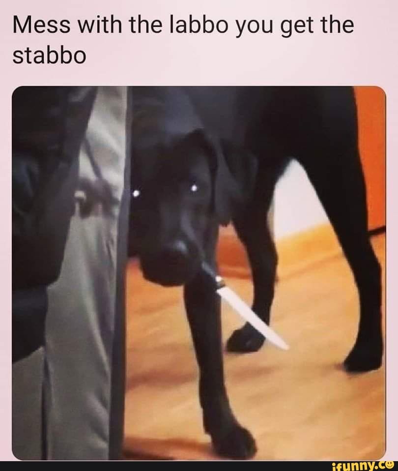 Mess with the labbo you get the stabbo - iFunny