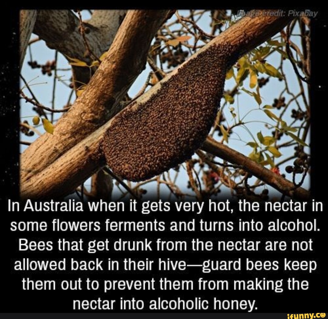 Baby Furries anime (diaper 30) v digimon ulf - iFunny