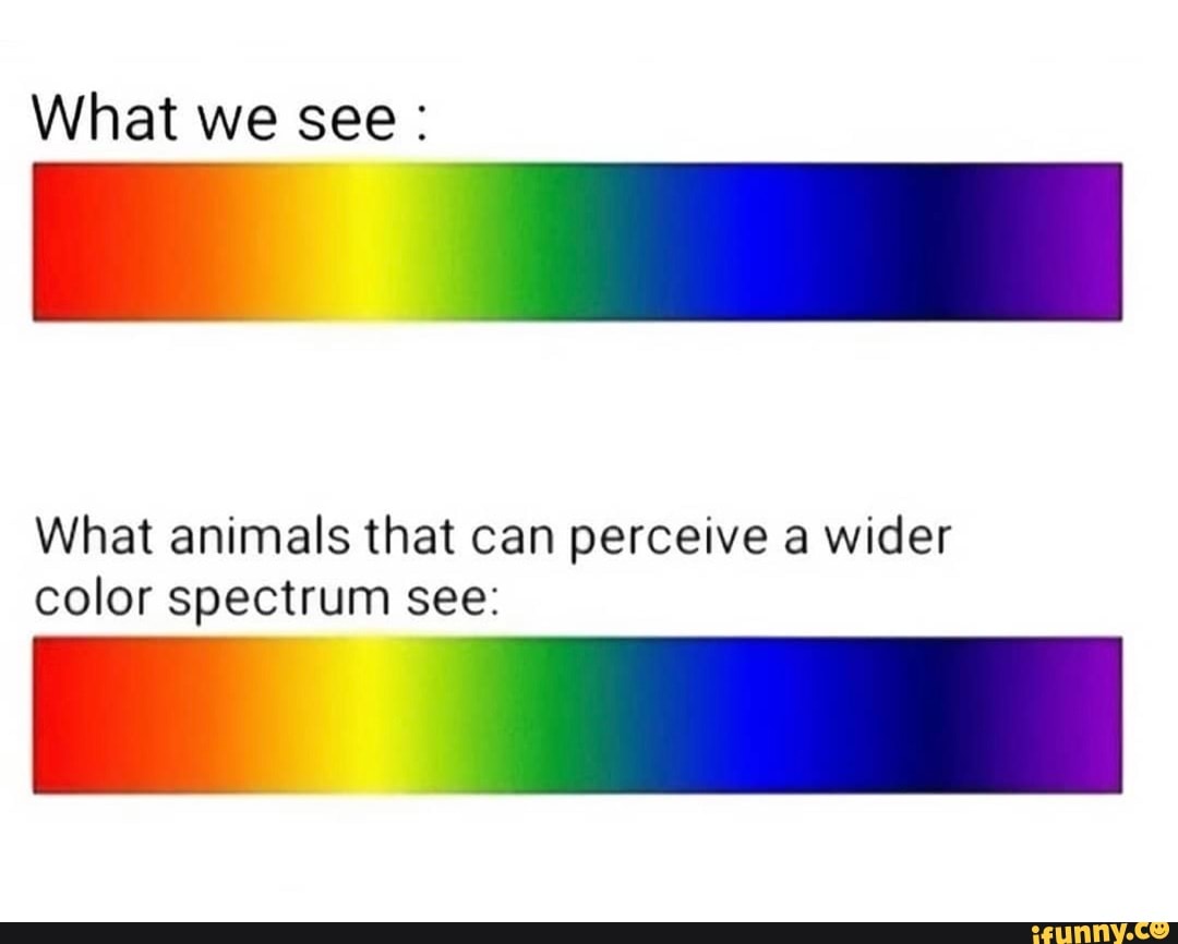 What we see: What animals that can perceive a wider color spectrum see ...
