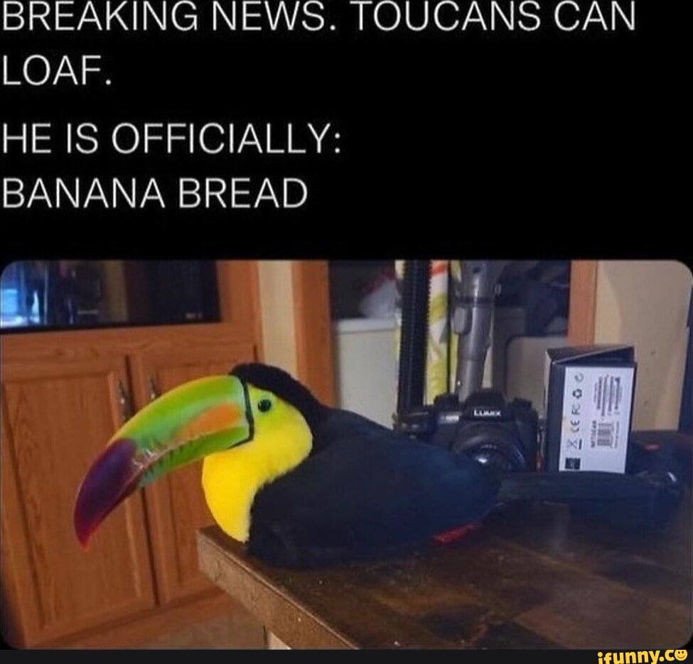 BREAKING NEWS. TOUCANS CAN LOAF. HE IS OFFICIALLY: BANANA BREAD I ...