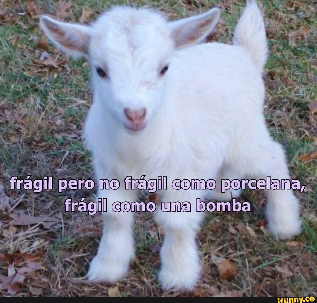 Fragile memes. Best Collection of funny Fragile pictures on iFunny