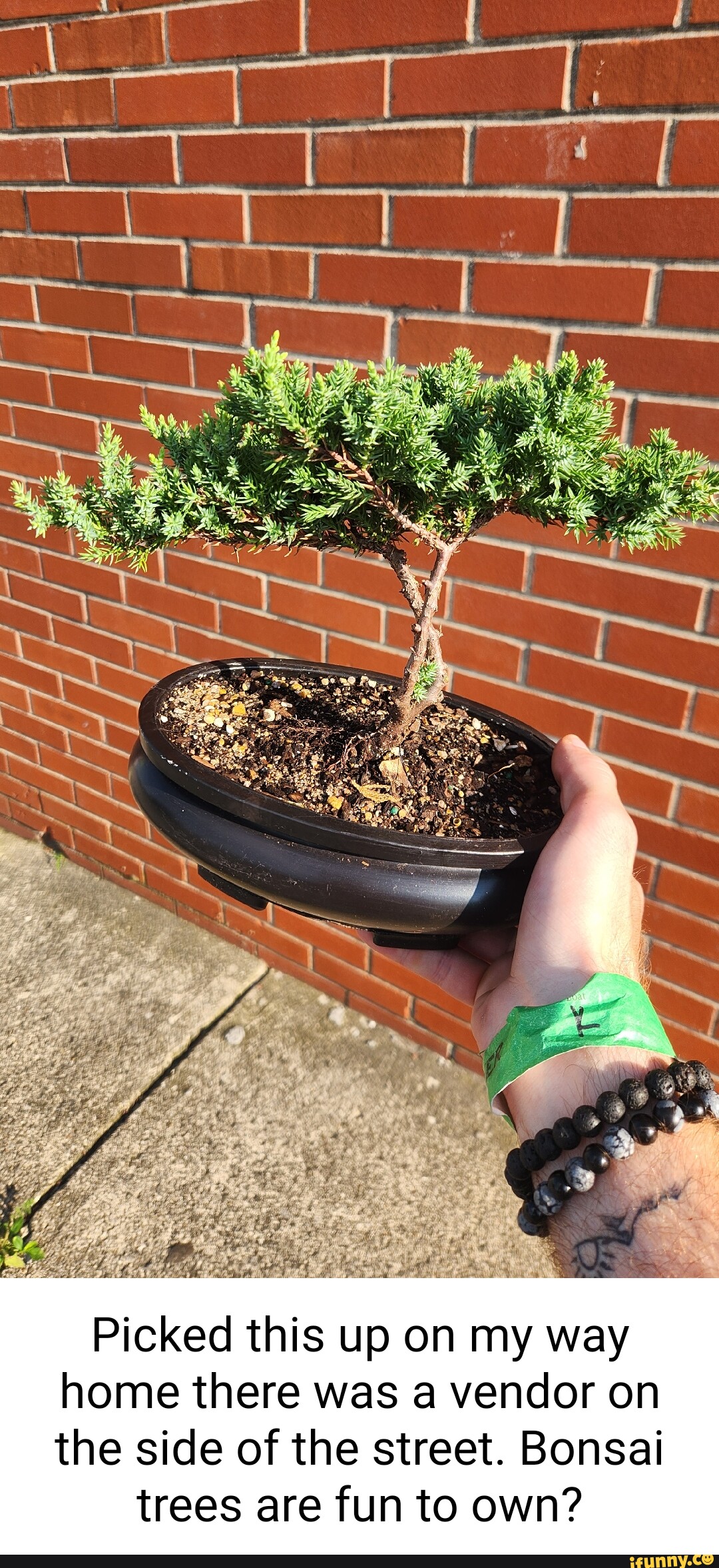 Bonsai memes. Best Collection of funny Bonsai pictures on iFunny