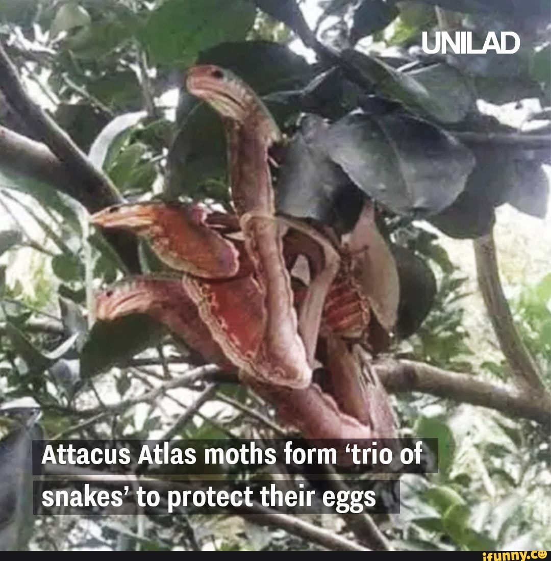 He UNILAD Attacus Atlas moths form 'trio of eir eggs snakes' to protect ...