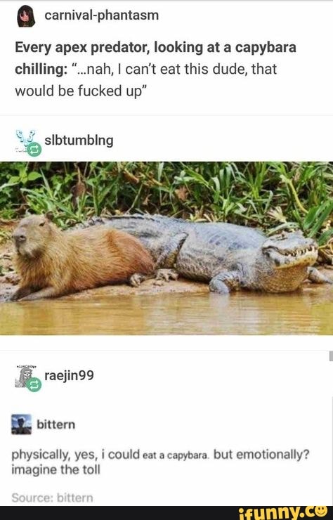 Carnival-phantasm Every apex predator, looking at a capybara chilling ...