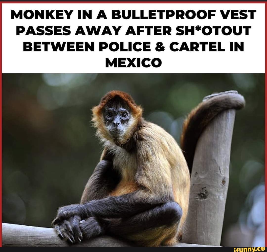 MONKEY IN A BULLETPROOF VEST PASSES AWAY AFTER SH*OTOUT BETWEEN POLICE ...
