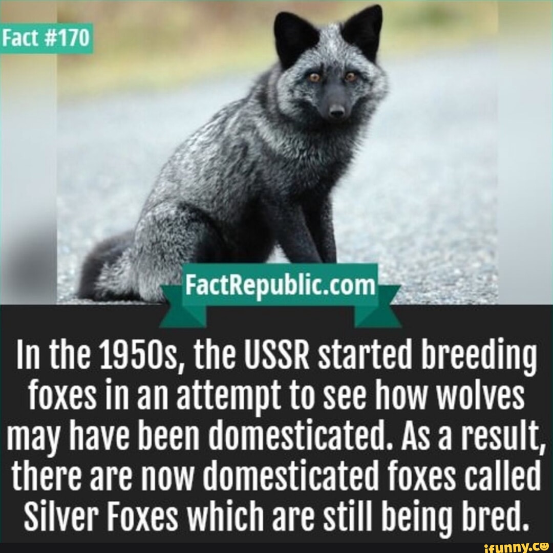 Domesticated memes. Best Collection of funny Domesticated pictures on ...