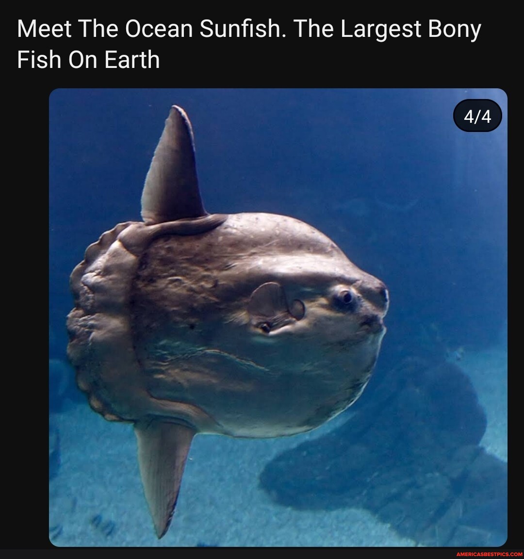 Meet The Ocean Sunfish. The Largest Bony Fish On Earth - America’s best pics and videos