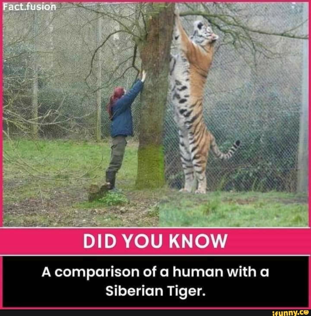 Factiusion memes. Best Collection of funny Factiusion pictures on iFunny