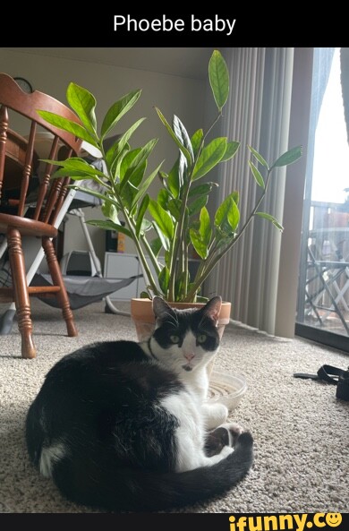 Goatee memes. Best Collection of funny Goatee pictures on iFunny