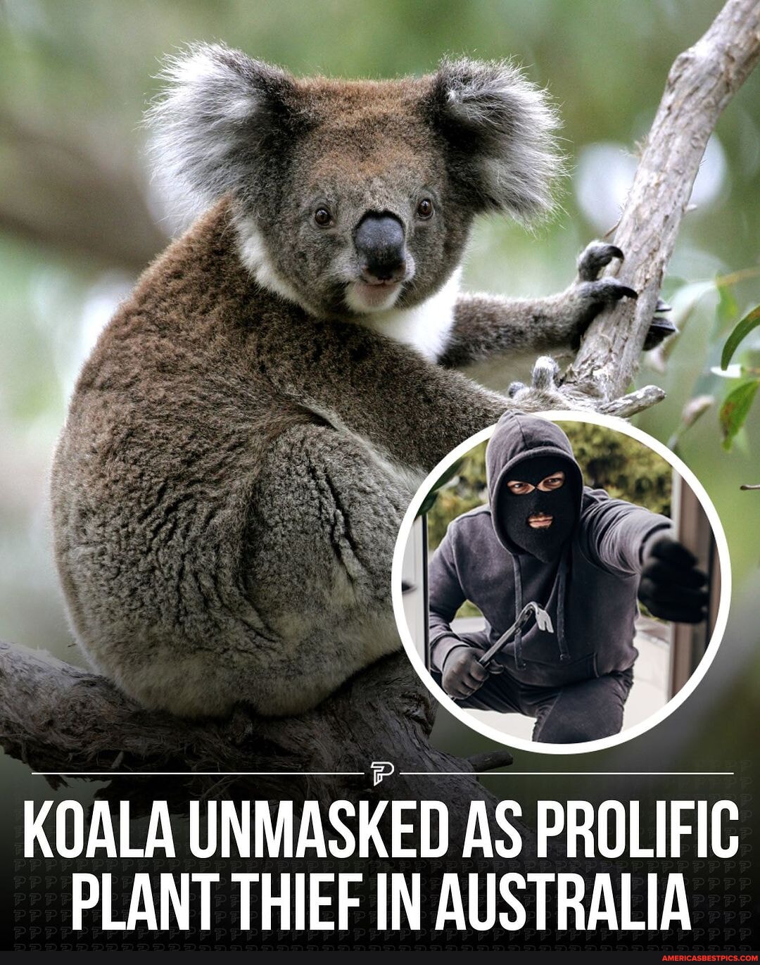 Australian nursery owner discovers Claude the koala as the thief ...
