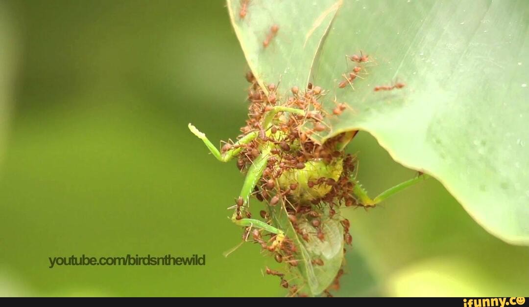 Ants_together_strong memes. Best Collection of funny Ants_together ...