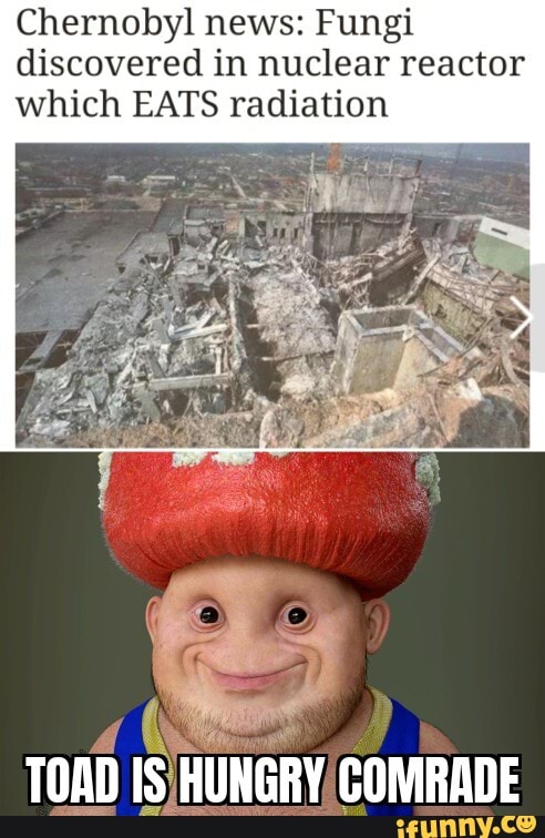 Chernobyl news: Fungi discovered in nuclear reactor which EATS ...