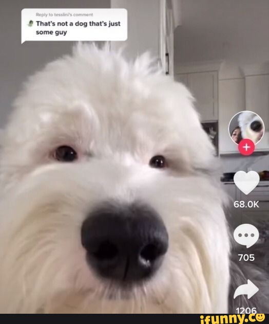 That's not a dog that's just some guy nw i} - iFunny
