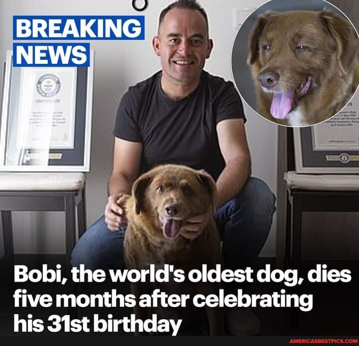 BREAK Bobi, the world's oldest dog, dies five months after celebrating ...