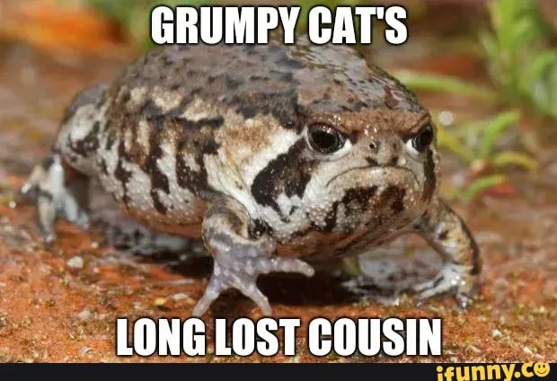 Grumpy toad - GRUMPY CAT'S LONG LOST COUSIN - iFunny