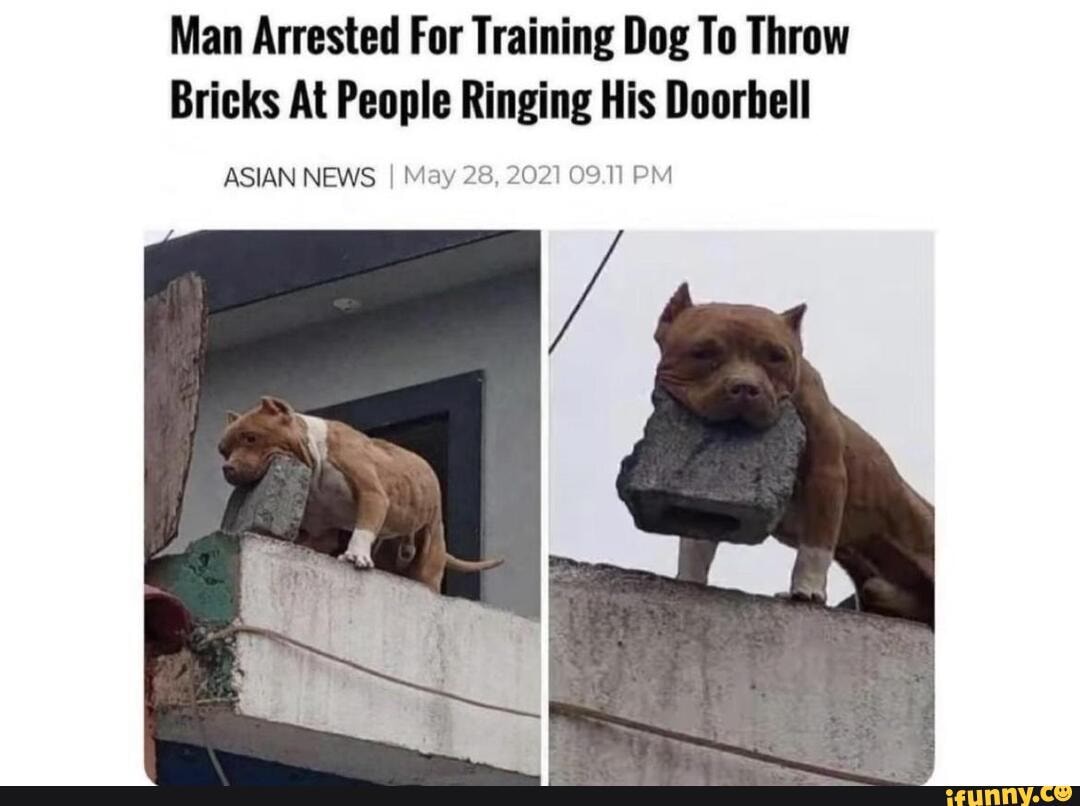 #haha #lmao #lol - Man Arrested For Training Dog To Throw Bricks At ...