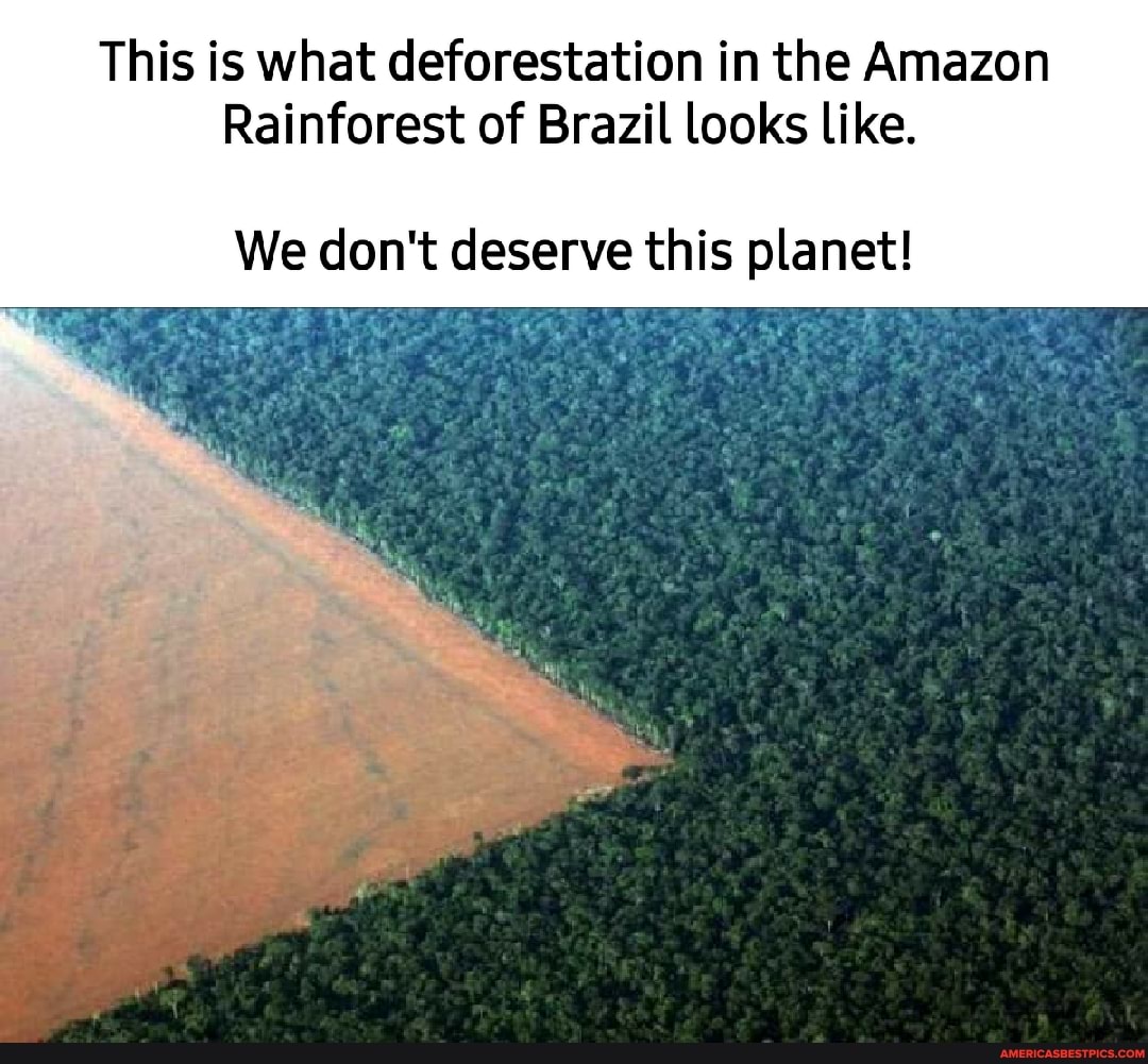 This is what deforestation in the Amazon Rainforest of Brazil looks ...