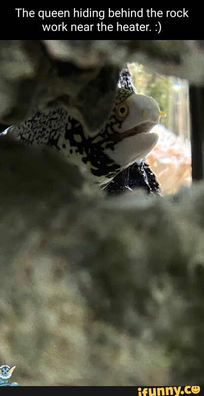 Rock memes. Best Collection of funny Rock pictures on iFunny