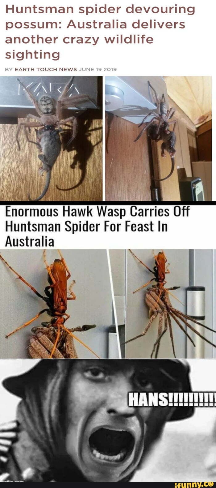 Huntsman spider devouring possum: Australia delivers another crazy ...