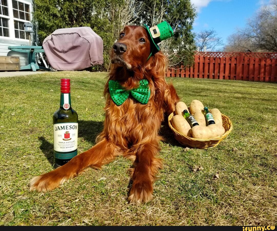 Irishsetter memes. Best Collection of funny Irishsetter pictures on iFunny