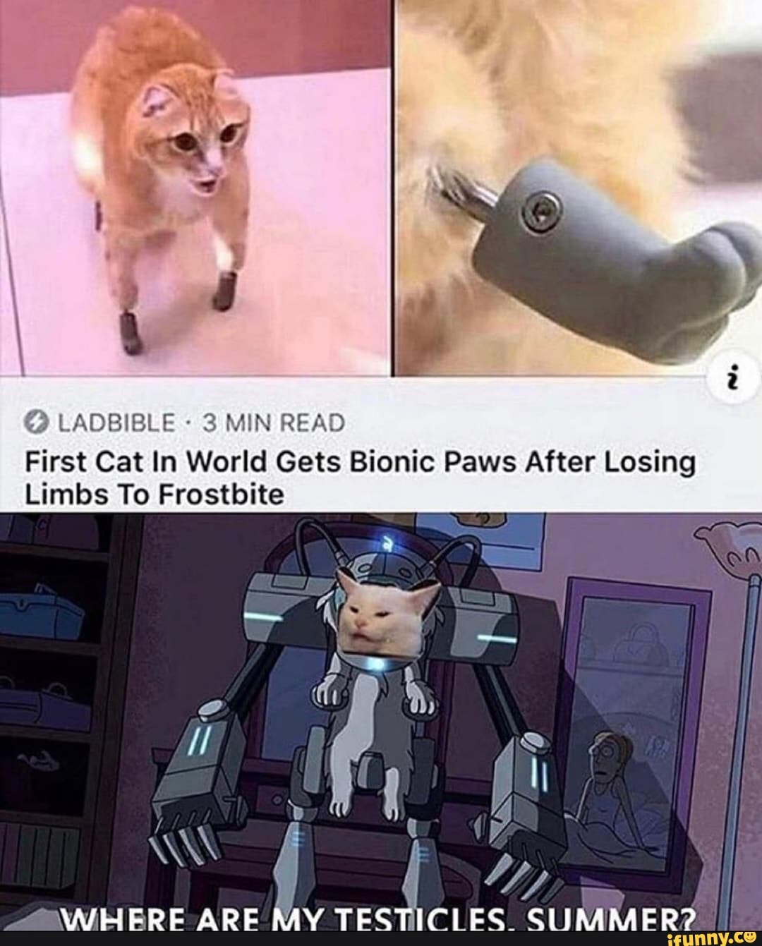 @ LADBIBLE - 3 MIN READ First Cat In World Gets Bionic Paws After ...