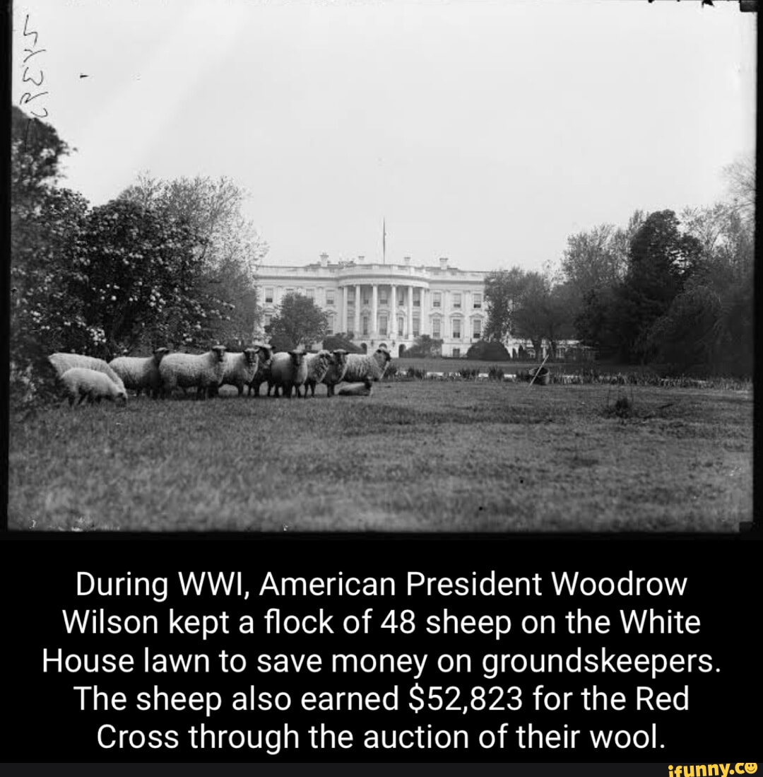 During WWI, American President Woodrow Wilson kept a flock of 48 sheep ...