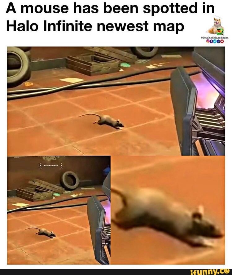 A mouse has been spotted in Halo Infinite newest map - iFunny