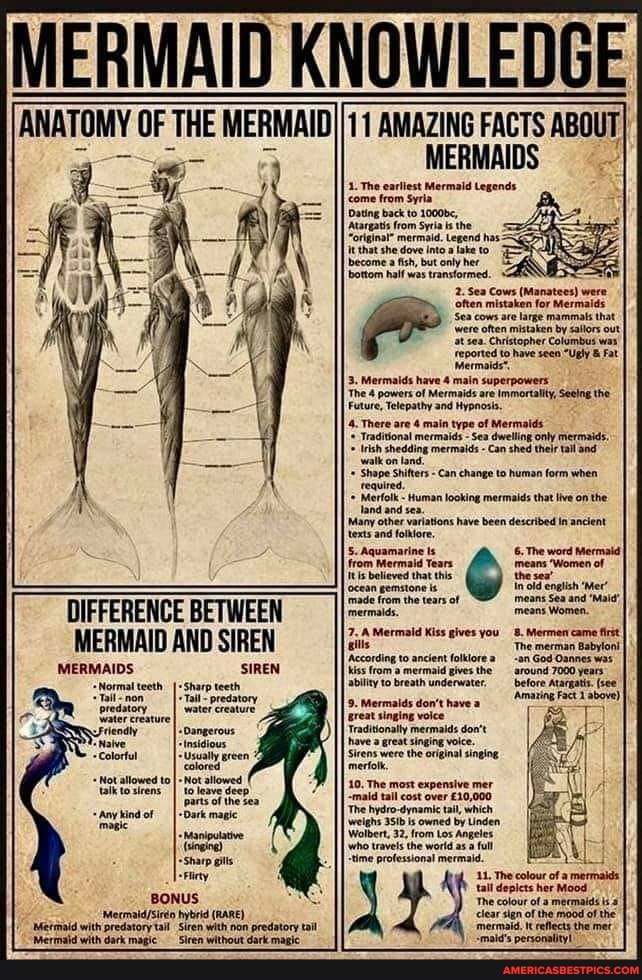 MERMAID KNOWLEDGE ANATOMY OF THE MERMAID DIFFERENCE BETWEEN MERMAID AND ...
