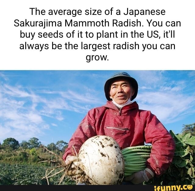The average size of a Japanese Sakurajima Mammoth Radish. You can buy ...