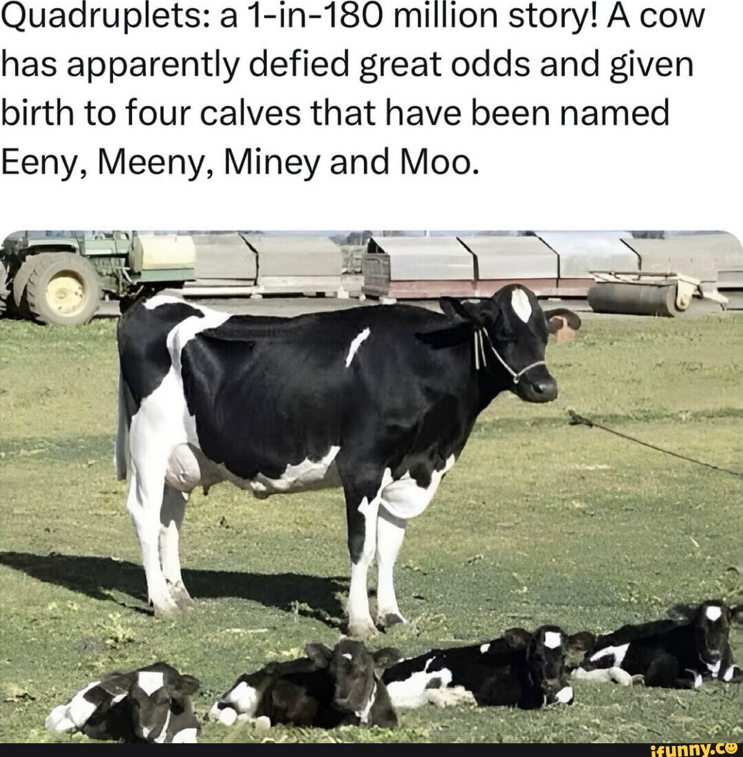 Quadruplets: a 1-in-180 million story! A cow has apparently defied ...