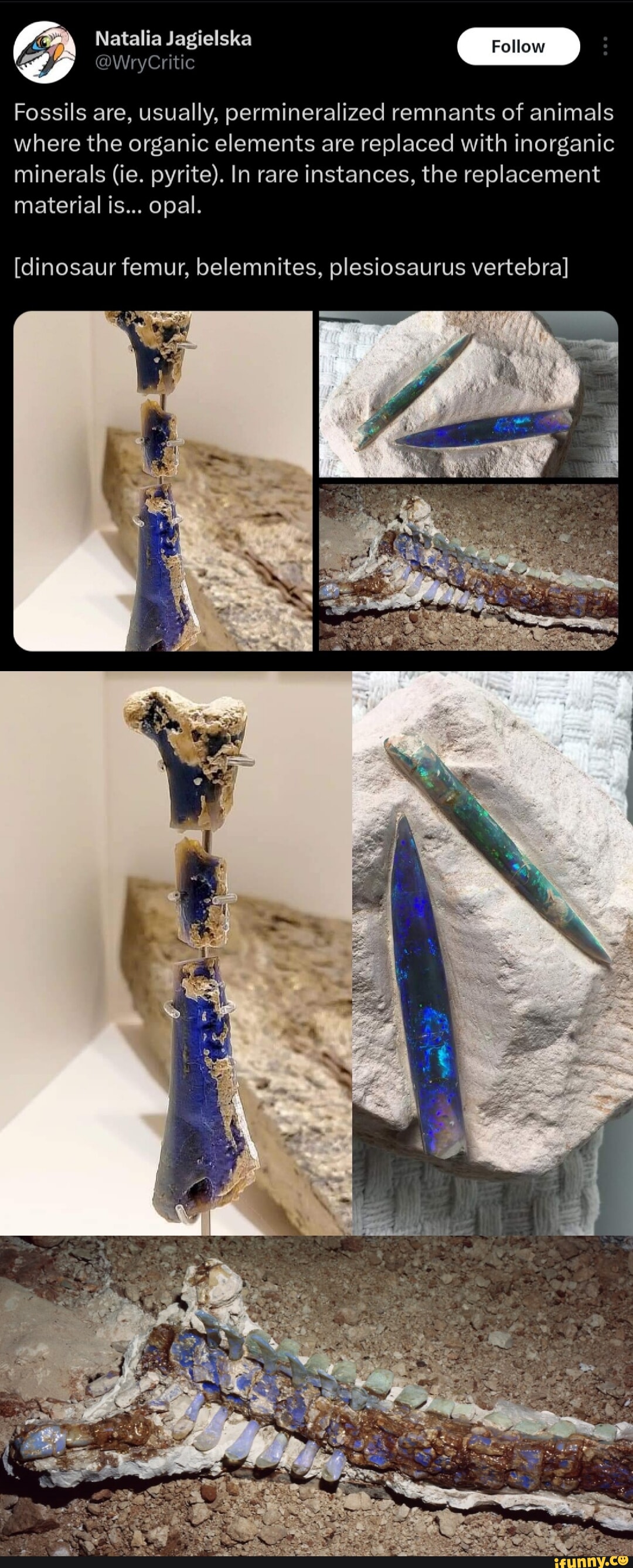 Opal memes. Best Collection of funny Opal pictures on iFunny