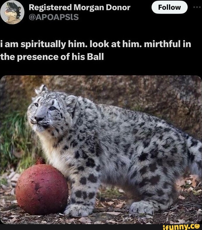 Registered Morgan Donor iam spiritually him. look at him. mirthful in ...