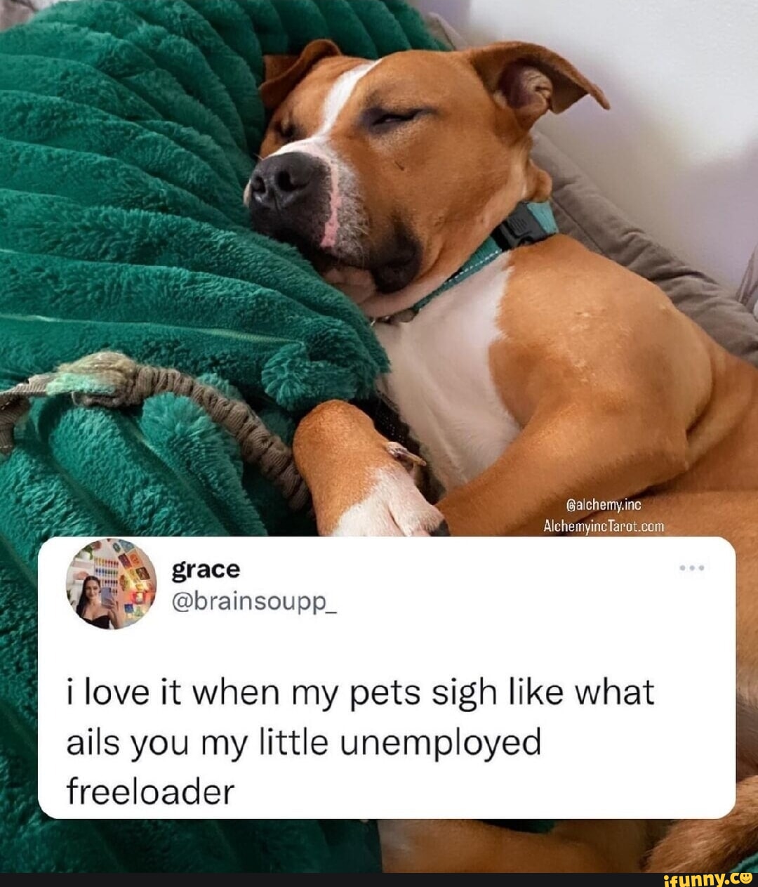 Freeloader memes. Best Collection of funny Freeloader pictures on iFunny