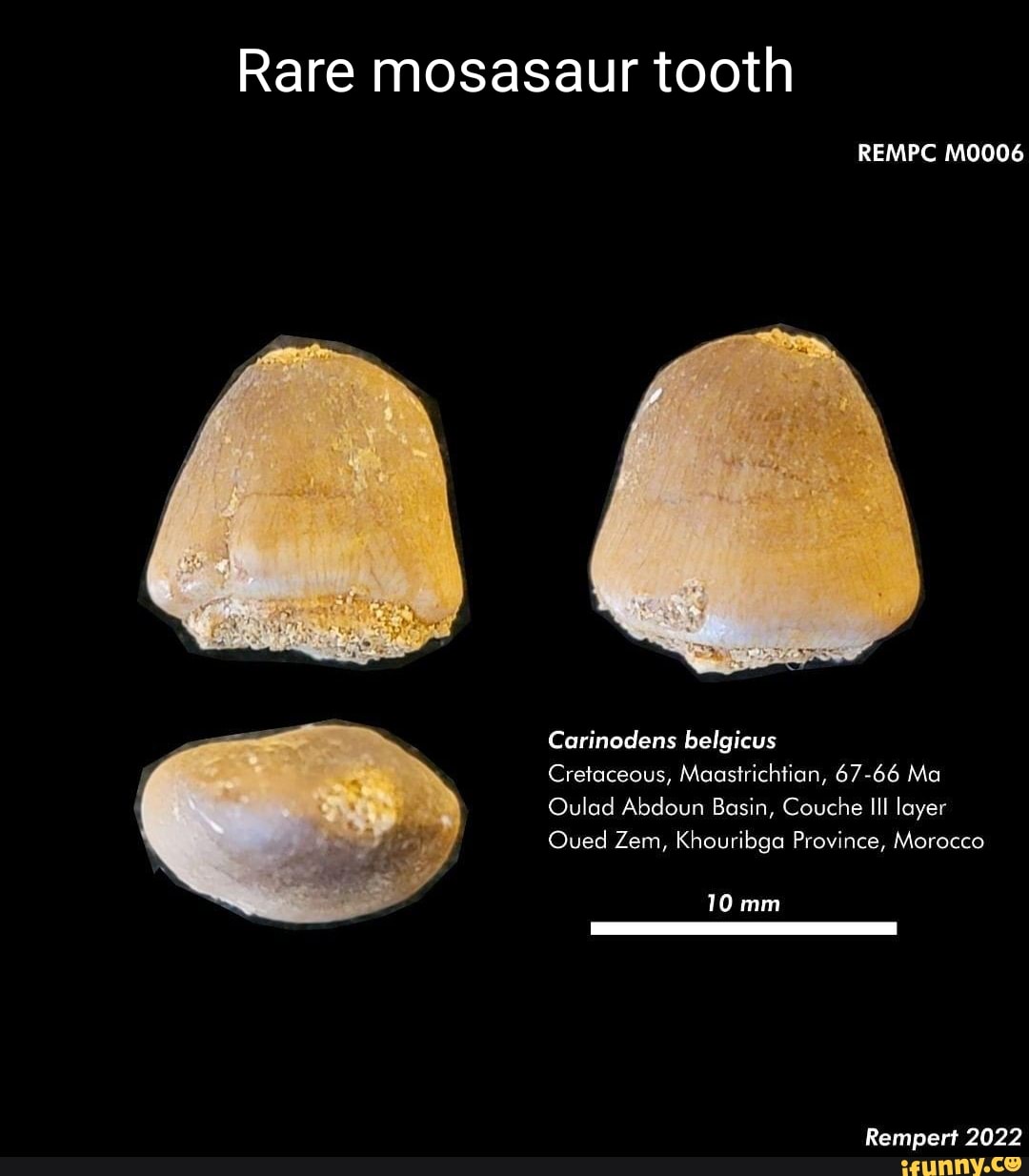 Rare mosasaur tooth REMPC M0006 Carinodens belgicus Cretaceous ...