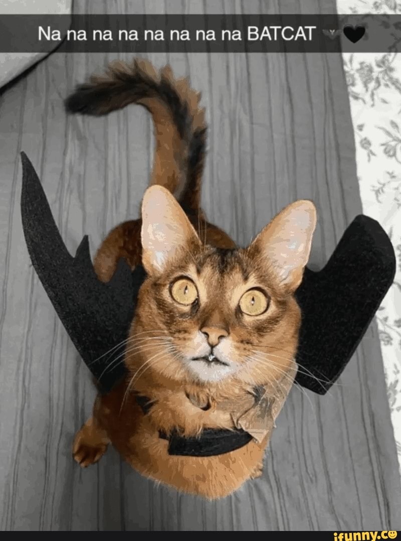 Batcat memes. Best Collection of funny Batcat pictures on iFunny
