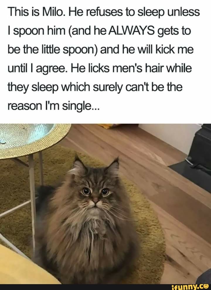 This is Milo. He refuses to sleep unless spoon him (and he ALWAYS gets ...