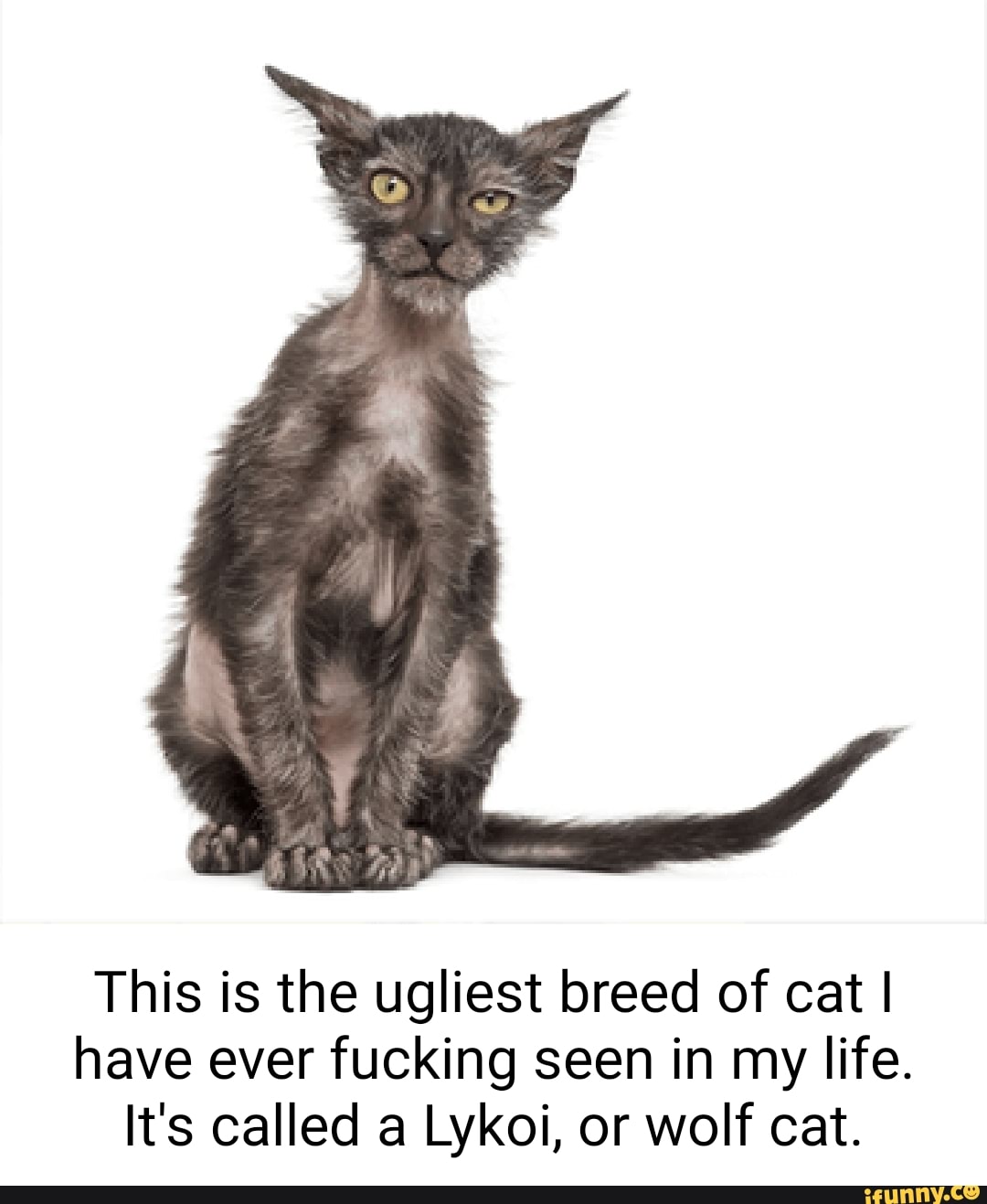 This is the ugliest breed of cat I have ever fucking seen in my life ...