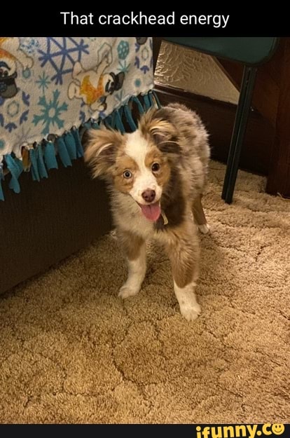 That crackhead energy - iFunny