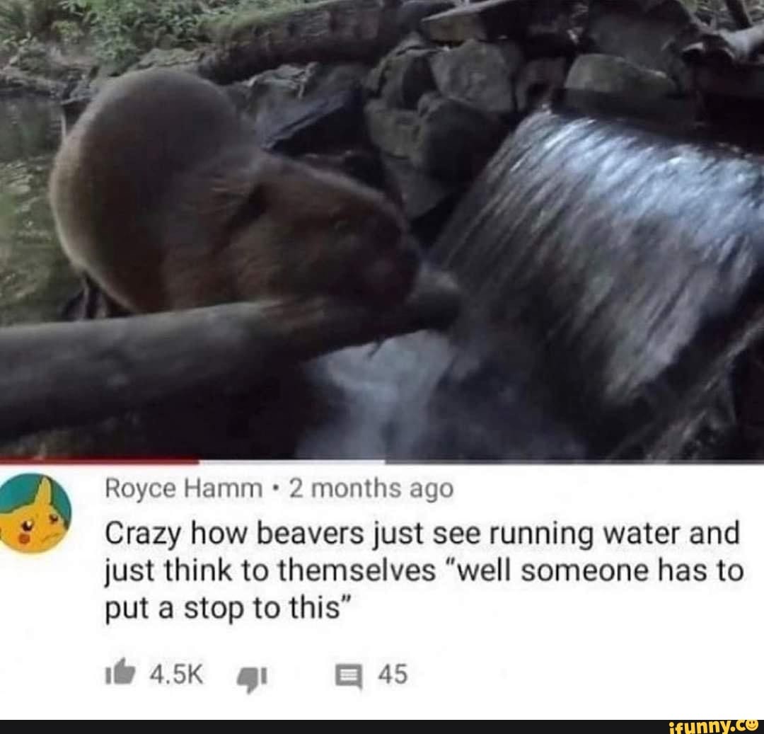 Royce Ham months ago Crazy how beavers just see running water and just ...