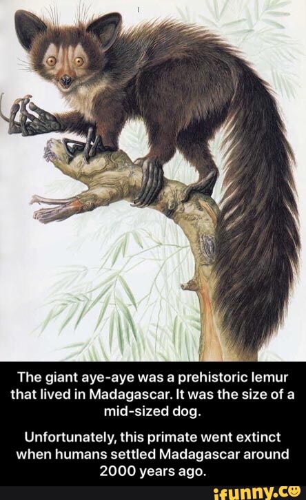 Giantayeaye memes. Best Collection of funny Giantayeaye pictures on iFunny