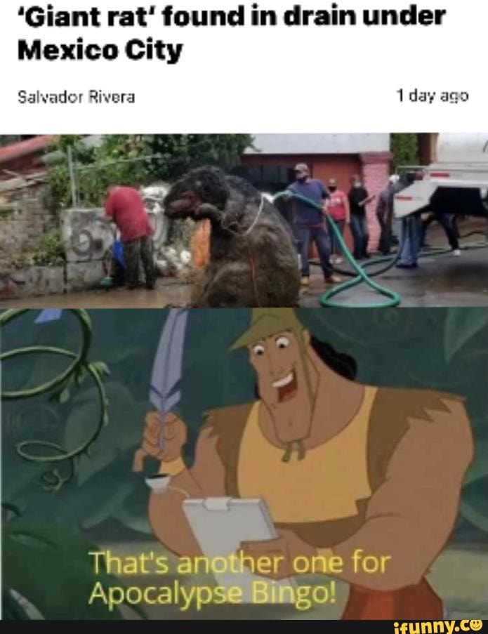 'Giant rat' found in drain under Mexico City Salvador Rivera 1 day ago ...