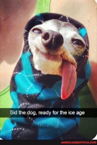 Sid the dog, ready for the ice age - America’s best pics and videos