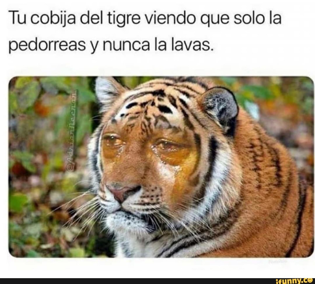 Tu cobija del tigre viendo que solo la pedorreas y nunca la lavas. - iFunny