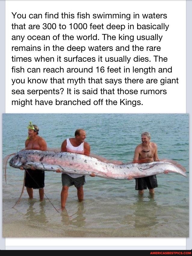 You can find this fish swimming in waters that are 300 to 1000 feet ...