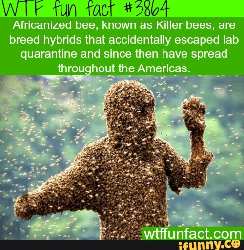 Tun Africanized bee, known as Killer bees, are breed hybrids that ...