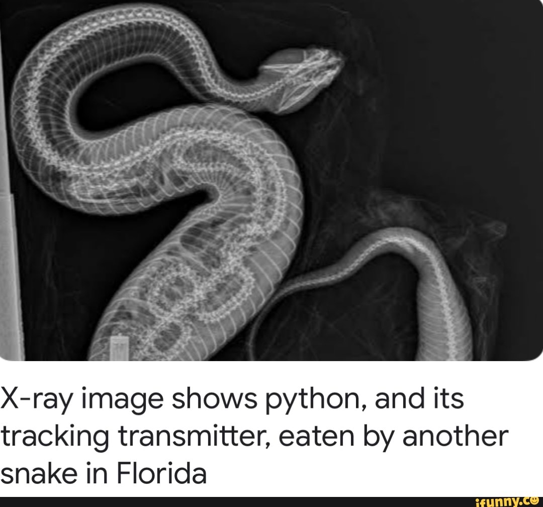 X-ray image shows python, and its tracking transmitter, eaten by ...