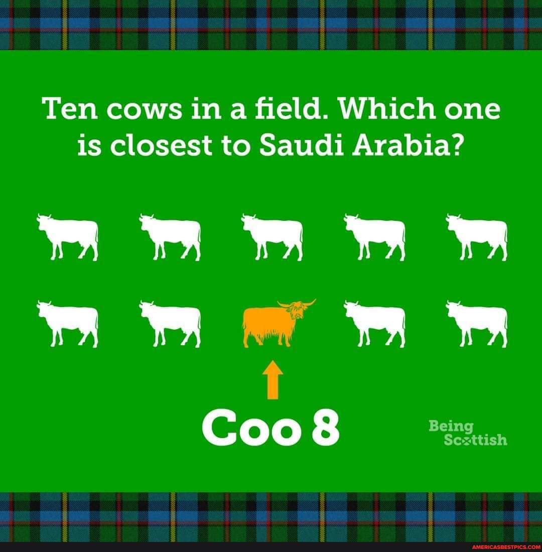 Ten cows in a field. Which one is closest to Saudi Arabia? Coo Being ...